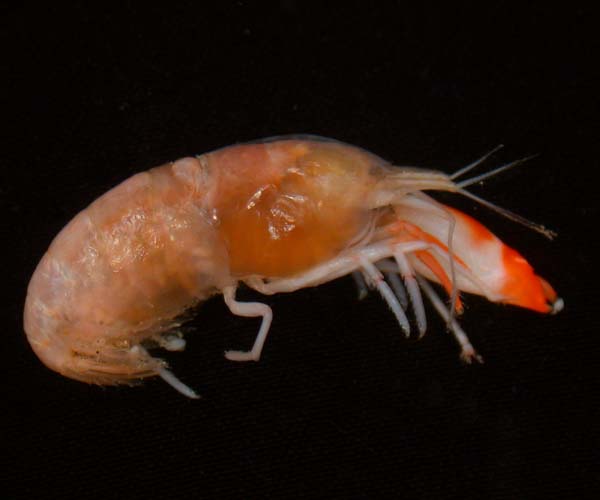 SERTC: Invertebrate Photo Gallery